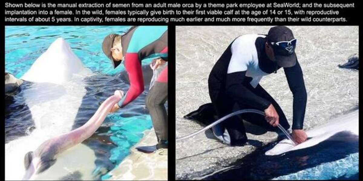 Hey Kelly Clark of #SeaWorld... THIS is rape! http://t.co/V1fdCO611U # ...