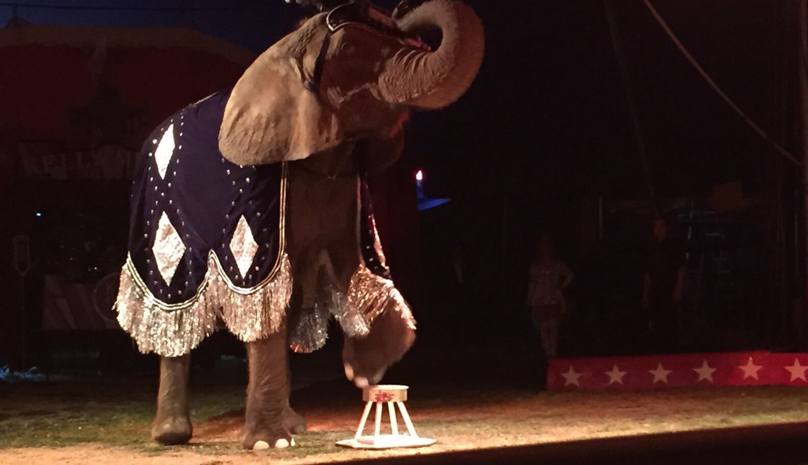 'Dancing' Circus Elephant Hasn't Seen Her Family In 31 Years - The Dodo