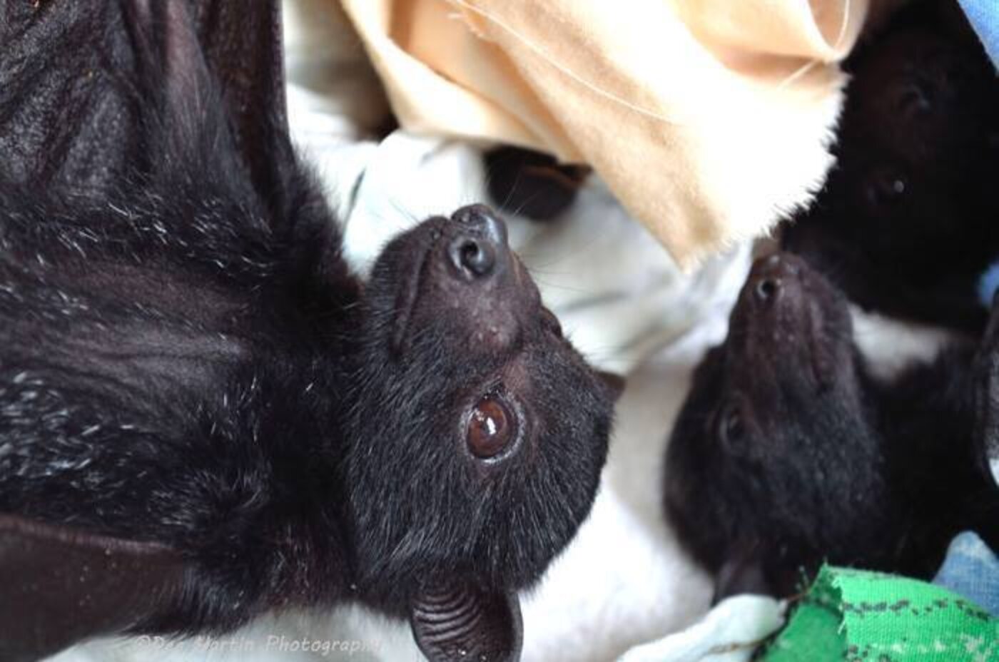 Hundreds Of Baby Bats Rescued After Devastating Heat Wave Hits ...