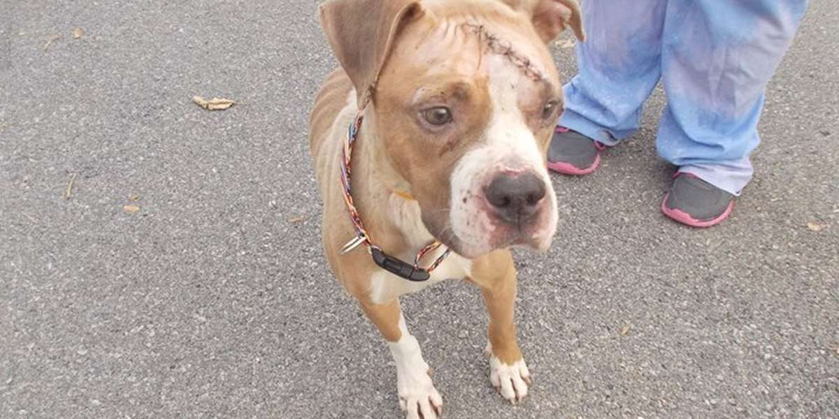 Pit Bull Who Survived Brutal Attack Snuggles Up To Her Rescuers - The Dodo