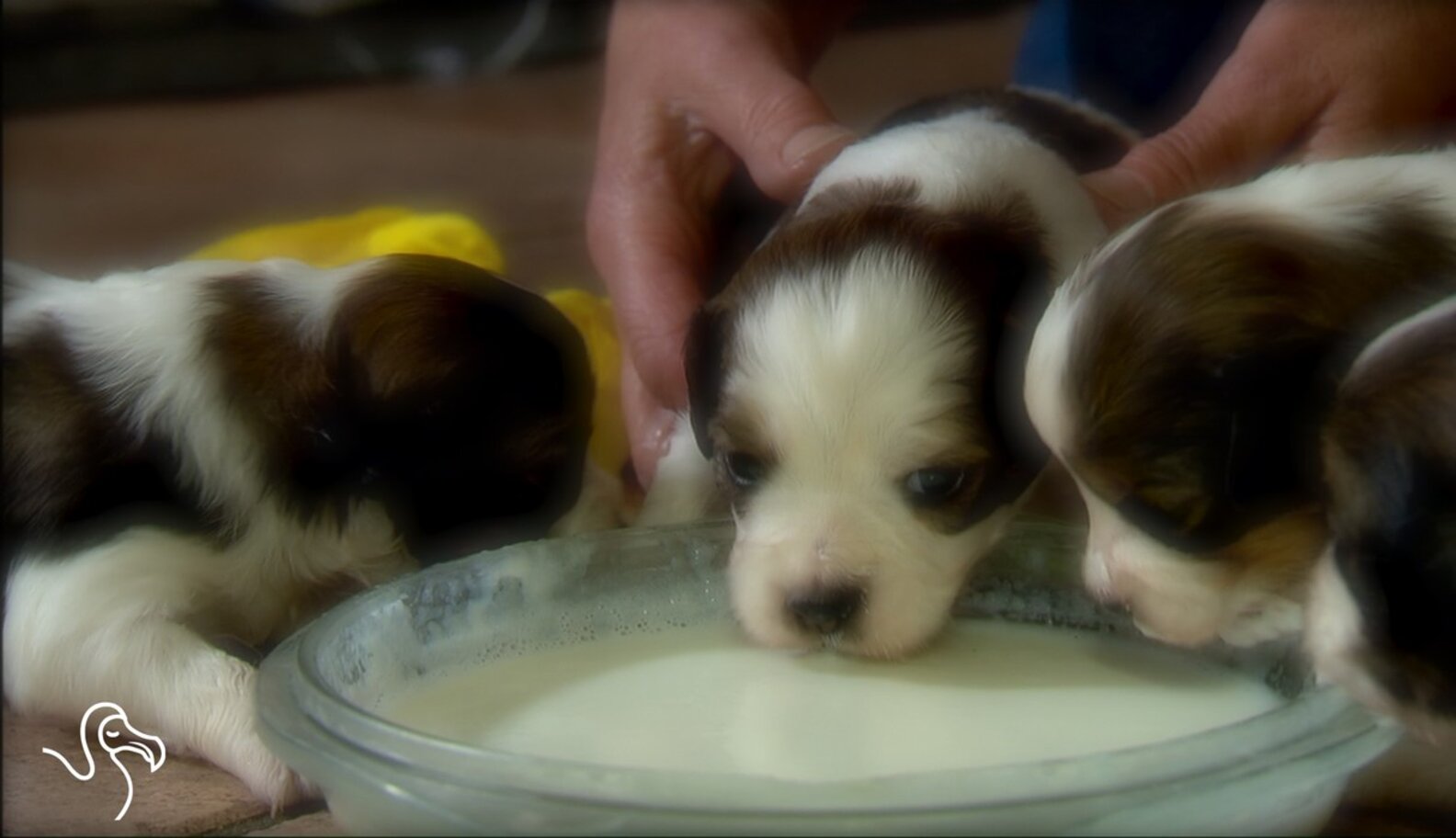 WATCH: Very Hungry Puppies Share Their Eating Tips - The Dodo