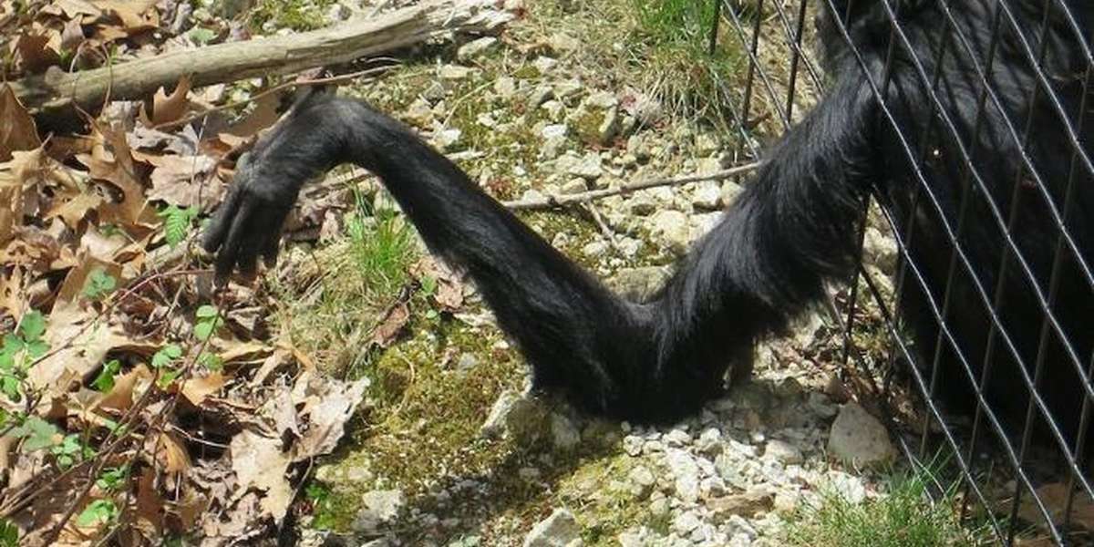 How To Tell Whether Your Local Zoo Is Hell For Animals - The Dodo