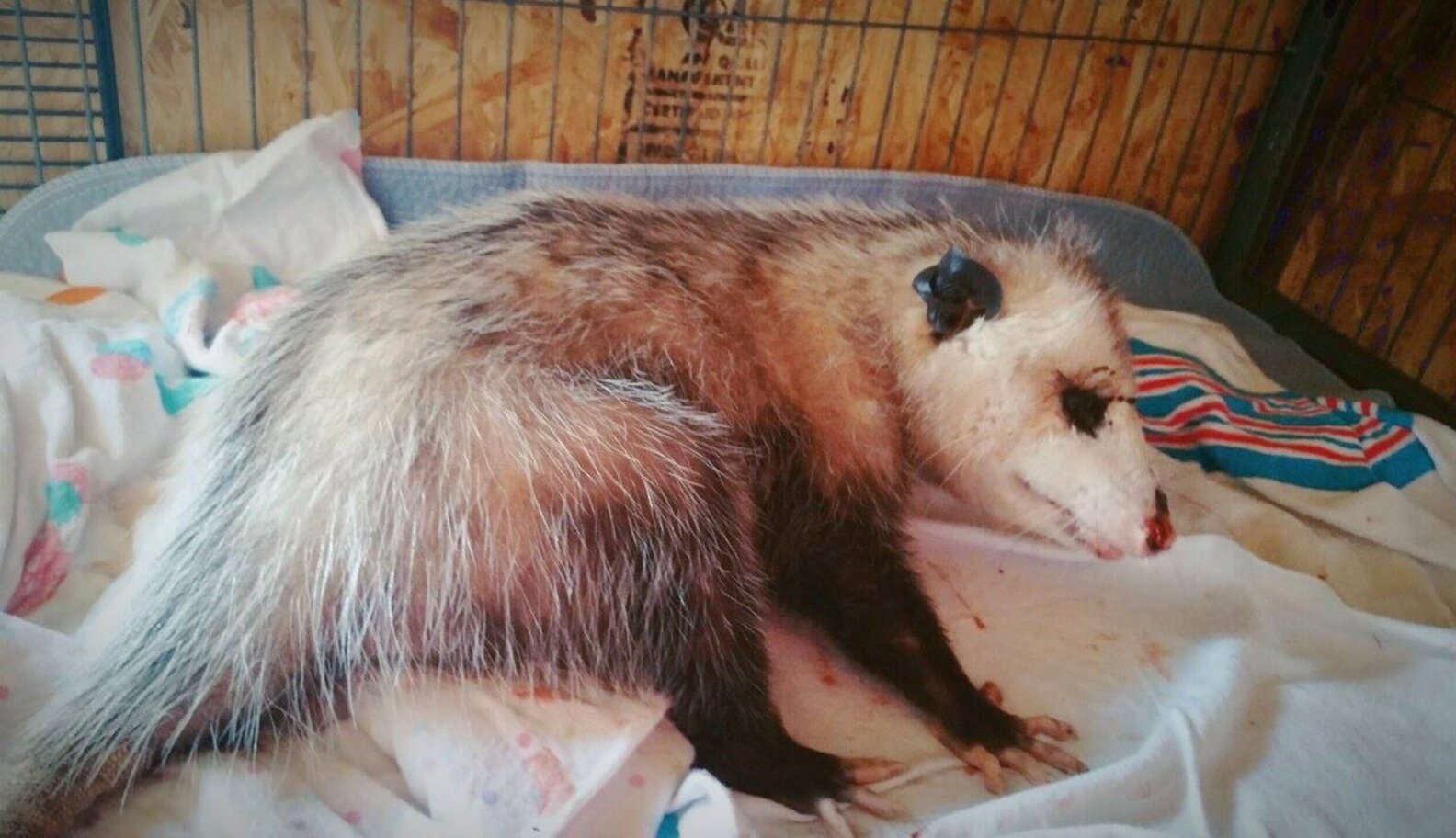 Pregnant Opossum Clings To The People Who Saved Her Babies - The Dodo