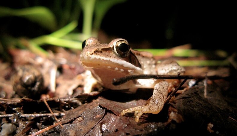 Maine Professor Finds Out Why 200,000 Frogs Died In His Backyard Pond ...
