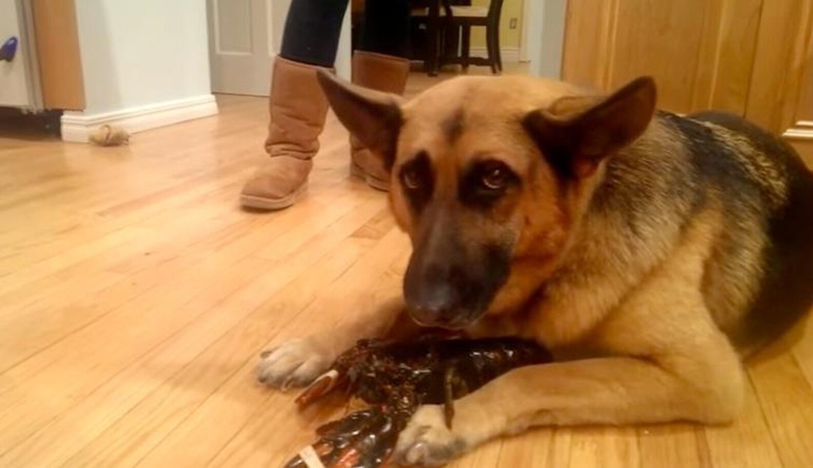 Dog Tries To Protect Little Lobster From Becoming Family's Dinner - The ...