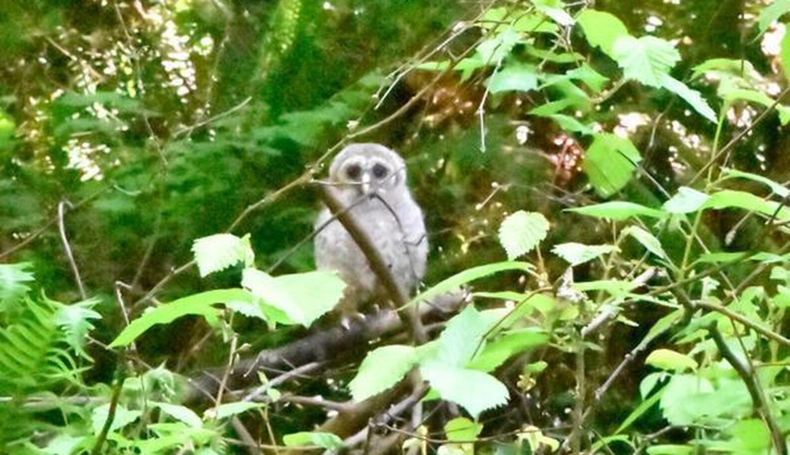 Hiker Spots Fuzzy Baby Owl ... But Something Is A Little Off - The Dodo