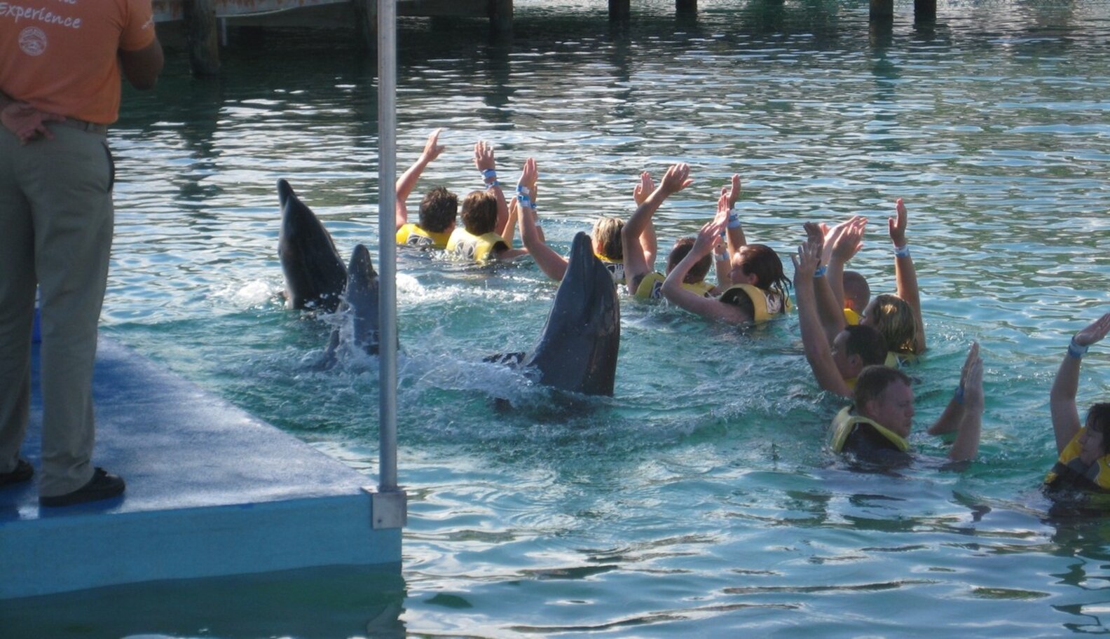 Dolphins Will Be Shipped To The Arizona Desert So People Can Swim With ...