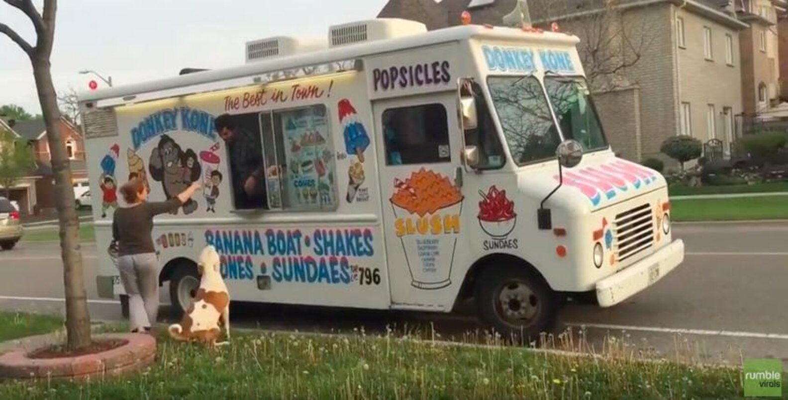Pit Bull Patiently Waits In Line To Buy Ice Cream - The Dodo