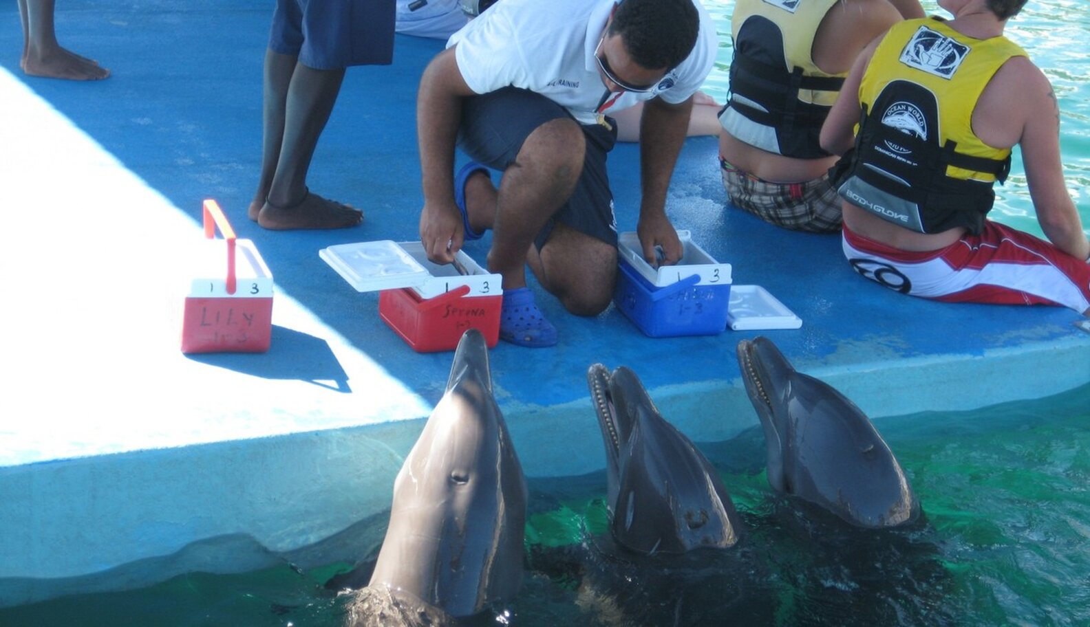 Dolphins Will Be Shipped To The Arizona Desert So People Can Swim With ...