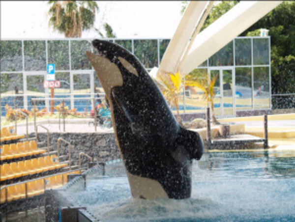 #SeaWorldCares about hiding from truth about trainer killed by their # ...