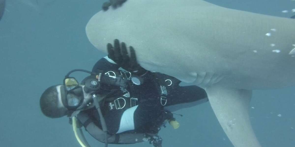 Shark Demands Hugs Whenever She Sees Her Diver Friends - The Dodo