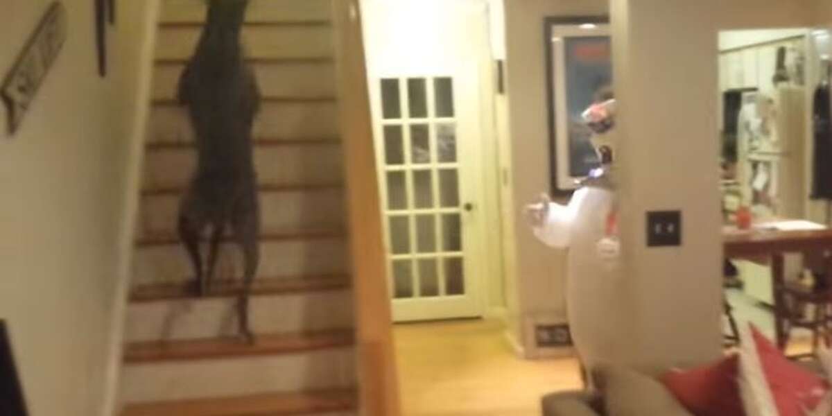 Dog Sees Ghost For First Time ... Runs Like HELL - The Dodo