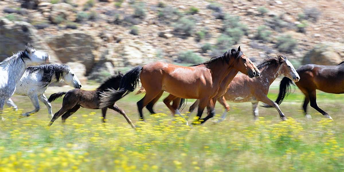 Saving Our Iconic Wild Horses: This American Heritage Is Wild - The Dodo