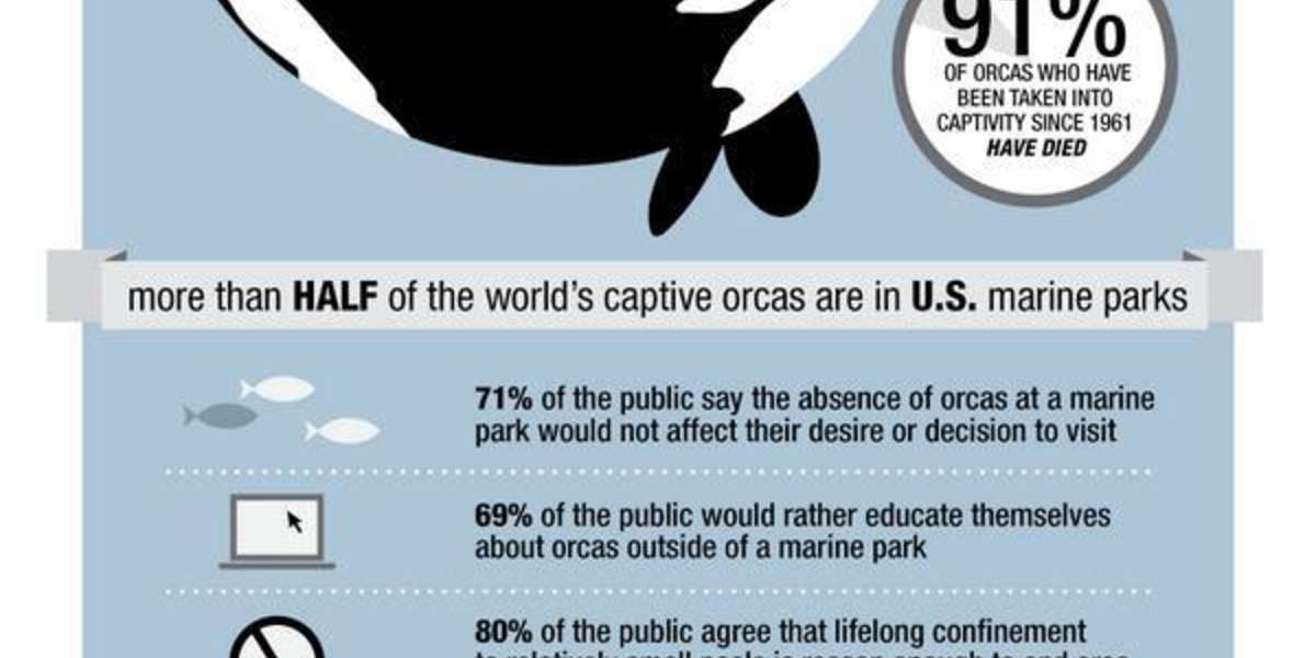 Boedhababy: @ParisHilton 91% of the #ORCAs taken into captivity have ...