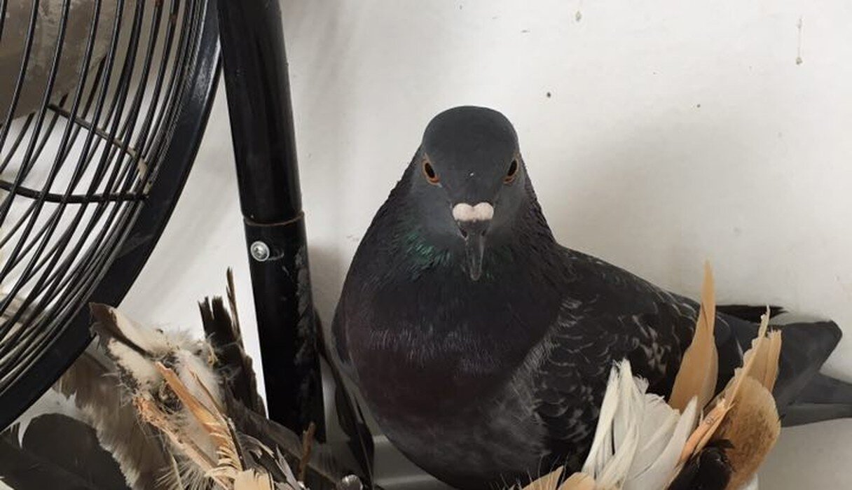 Pigeon Parents Trust Woman To Keep Their Tiny Babies Warm - The Dodo