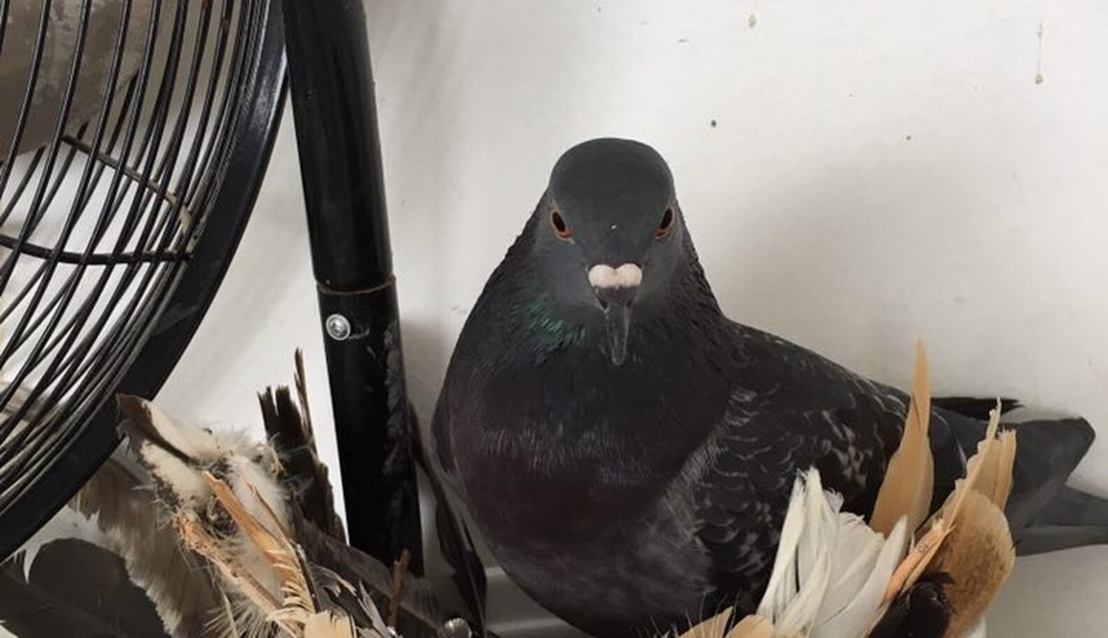 Pigeon Parents Trust Woman To Keep Their Tiny Babies Warm - The Dodo