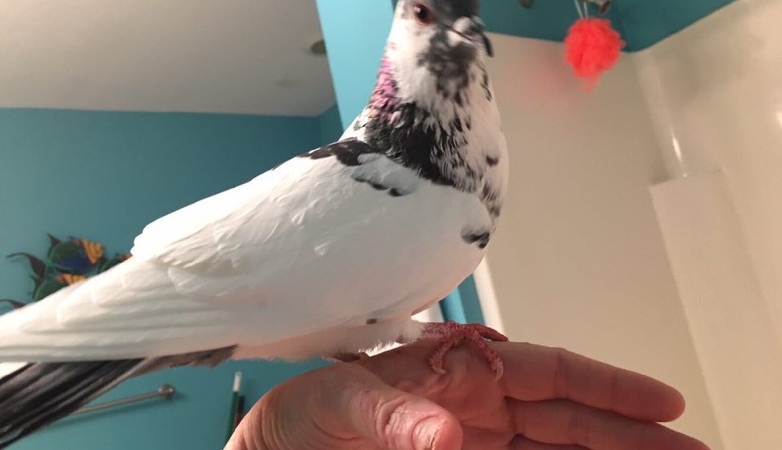 Pigeon Parents Trust Woman To Keep Their Tiny Babies Warm - The Dodo