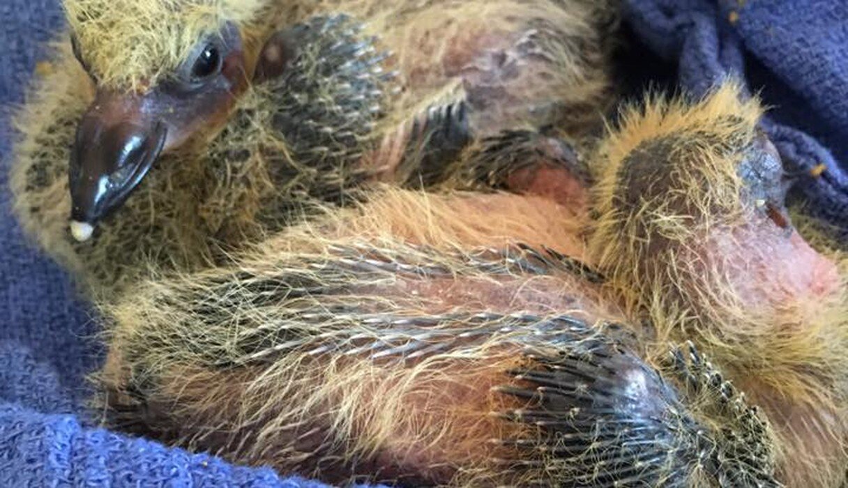 Pigeon Parents Trust Woman To Keep Their Tiny Babies Warm - The Dodo
