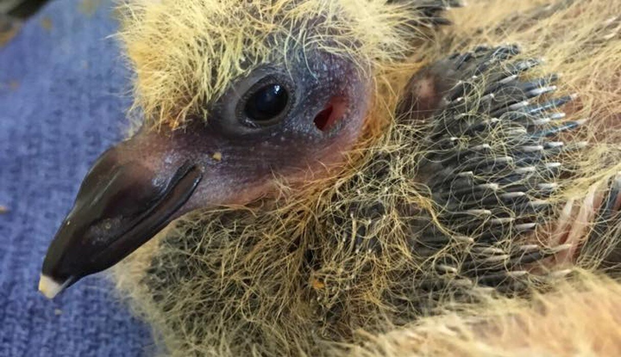 Pigeon Parents Trust Woman To Keep Their Tiny Babies Warm - The Dodo