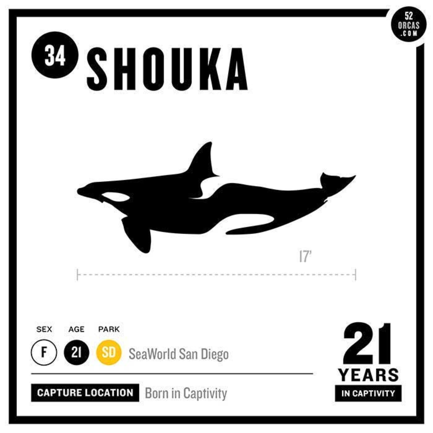 A Week For Every Whale #34. Shouka - The Dodo