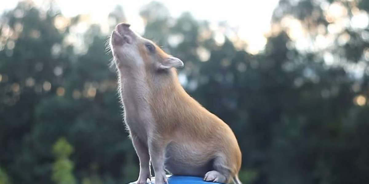 This Pig Is As Smart As Any Dog You've Ever Met - The Dodo