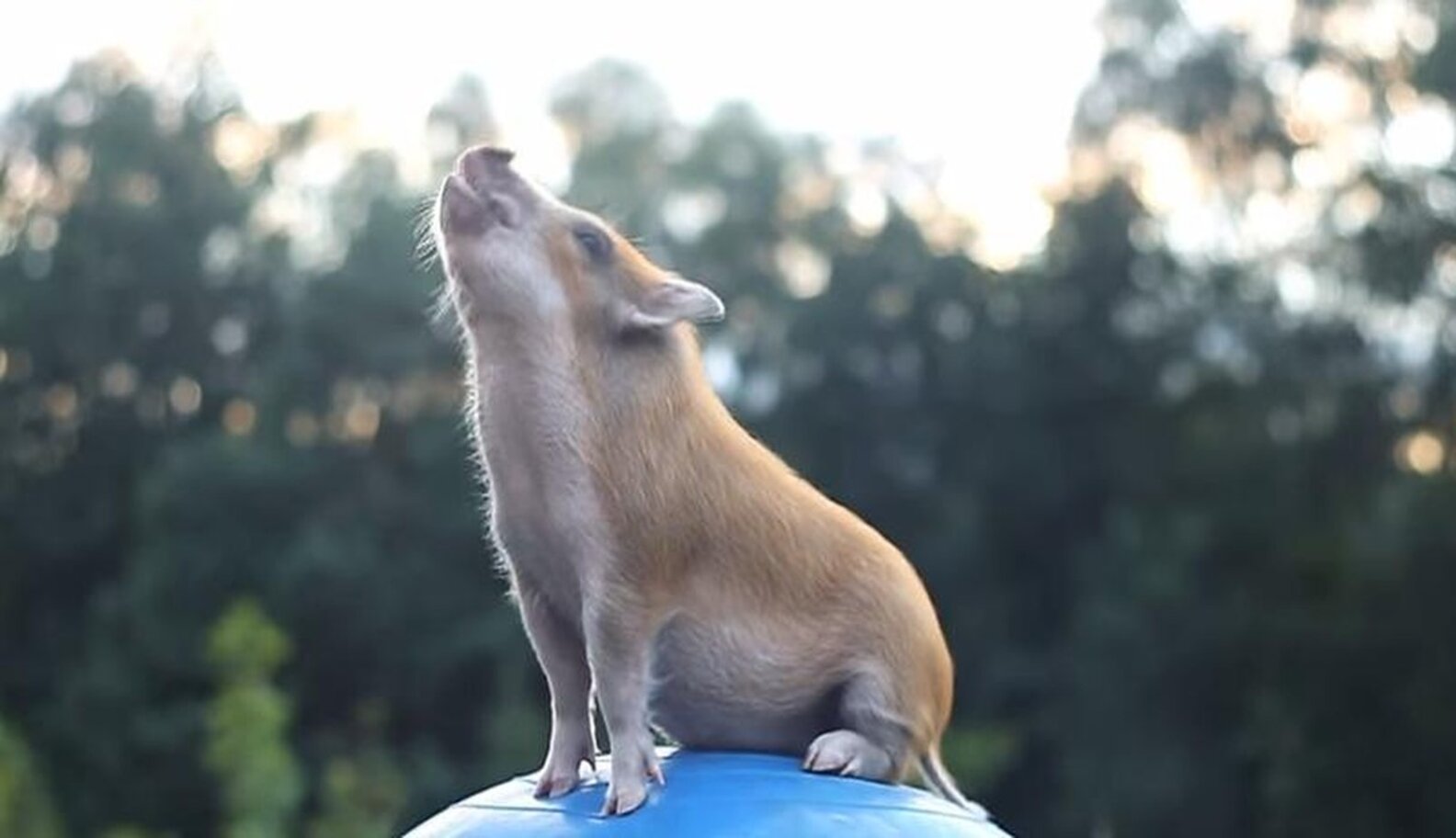 This Pig Is As Smart As Any Dog You've Ever Met - The Dodo