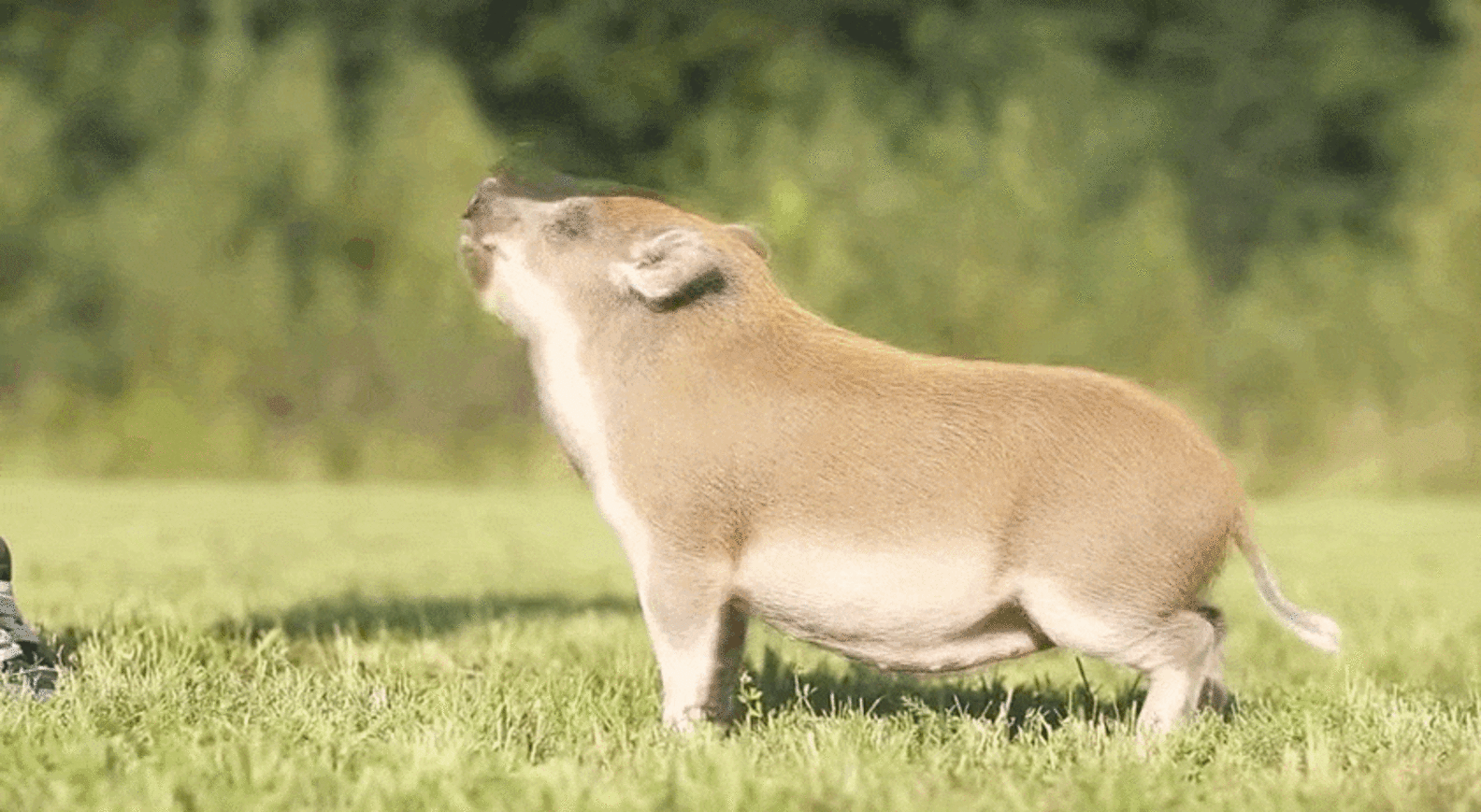 This Pig Is As Smart As Any Dog You've Ever Met - The Dodo