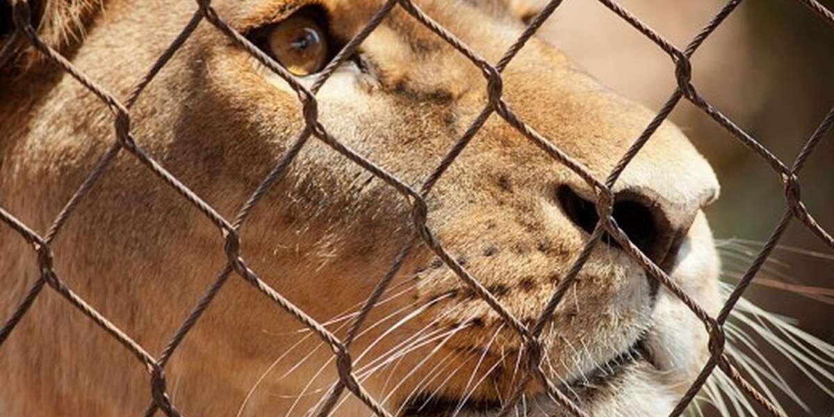 A Call For An End To Captivity - The Dodo