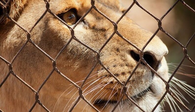 A Call For An End To Captivity - The Dodo