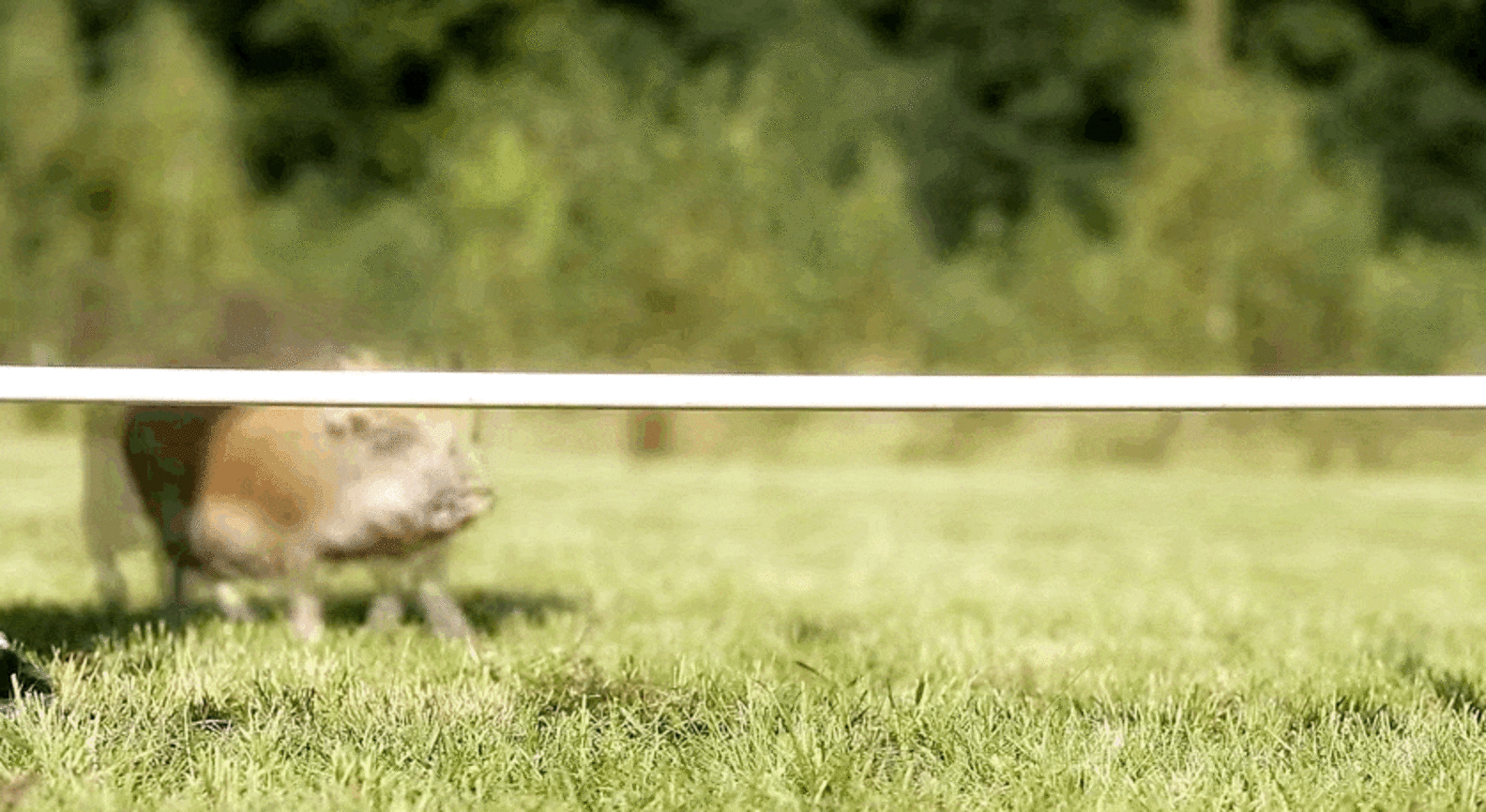 This Pig Is As Smart As Any Dog You've Ever Met - The Dodo