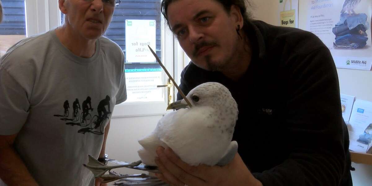 Poor Gull Impaled on Skewer Have to be Sent Away to Heaven. - The Dodo