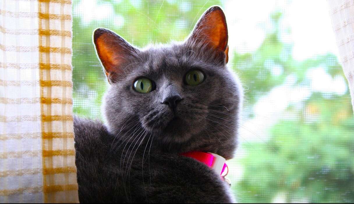One Familys Devotion To A Good Luck Cat The Dodo Cypress Lucky Mutt
