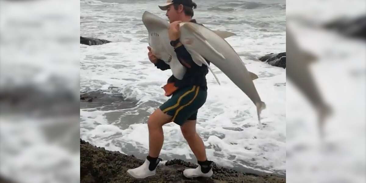 Guy Carries Shark Back To The Ocean - The Dodo