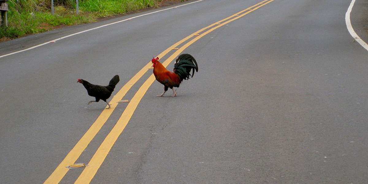 Gust Of Wind Frees Chickens From Factory Farming Truck - The Dodo