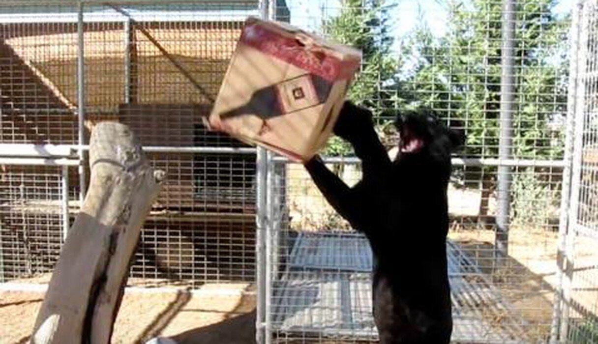 Declawing Tigers - The Dodo