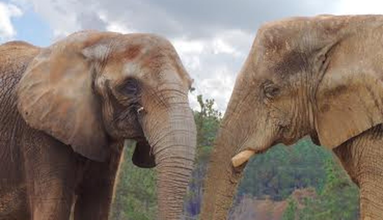 This Is What An Elephant’s Life Is Supposed To Look Like - The Dodo