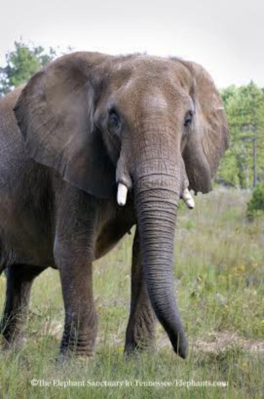 This Is What An Elephant’s Life Is Supposed To Look Like - The Dodo