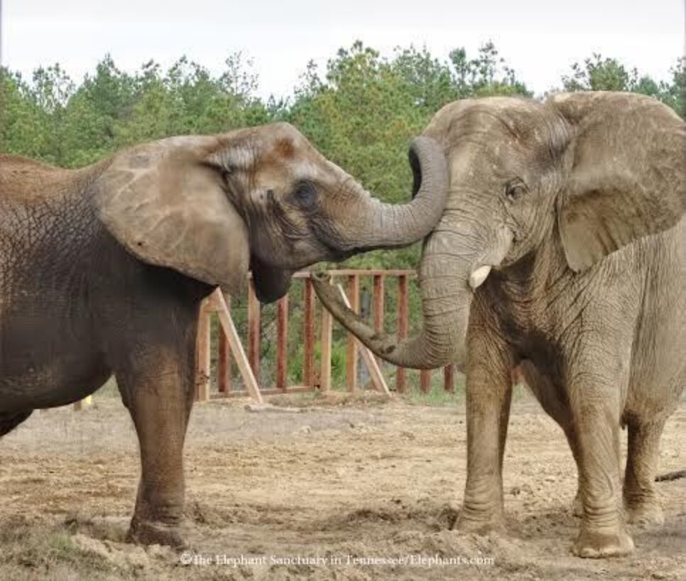 This Is What An Elephant’s Life Is Supposed To Look Like - The Dodo