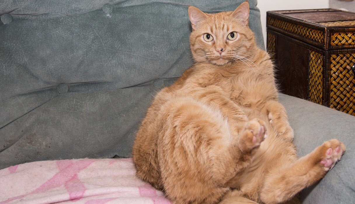 How To Tell If Your Cat Is Fat - The Dodo
