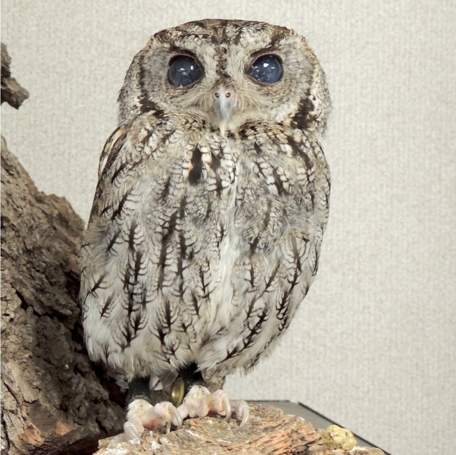 While We See Stars In His Eyes, He Sees Nearly Nothing At All - The Dodo