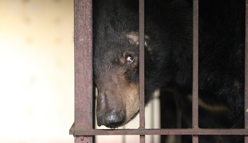 Caged And Wounded Bears Get 'Most Difficult' Rescue Ever - The Dodo