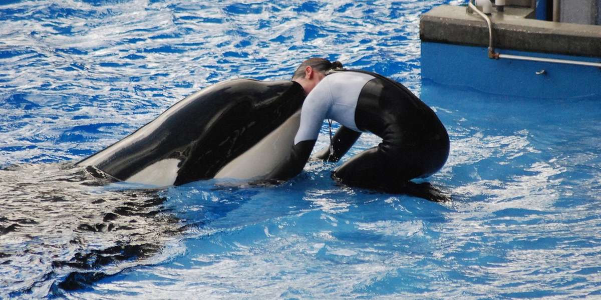 Beneath The Surface: SeaWorld Insider Goes Beyond 'Blackfish' - The Dodo