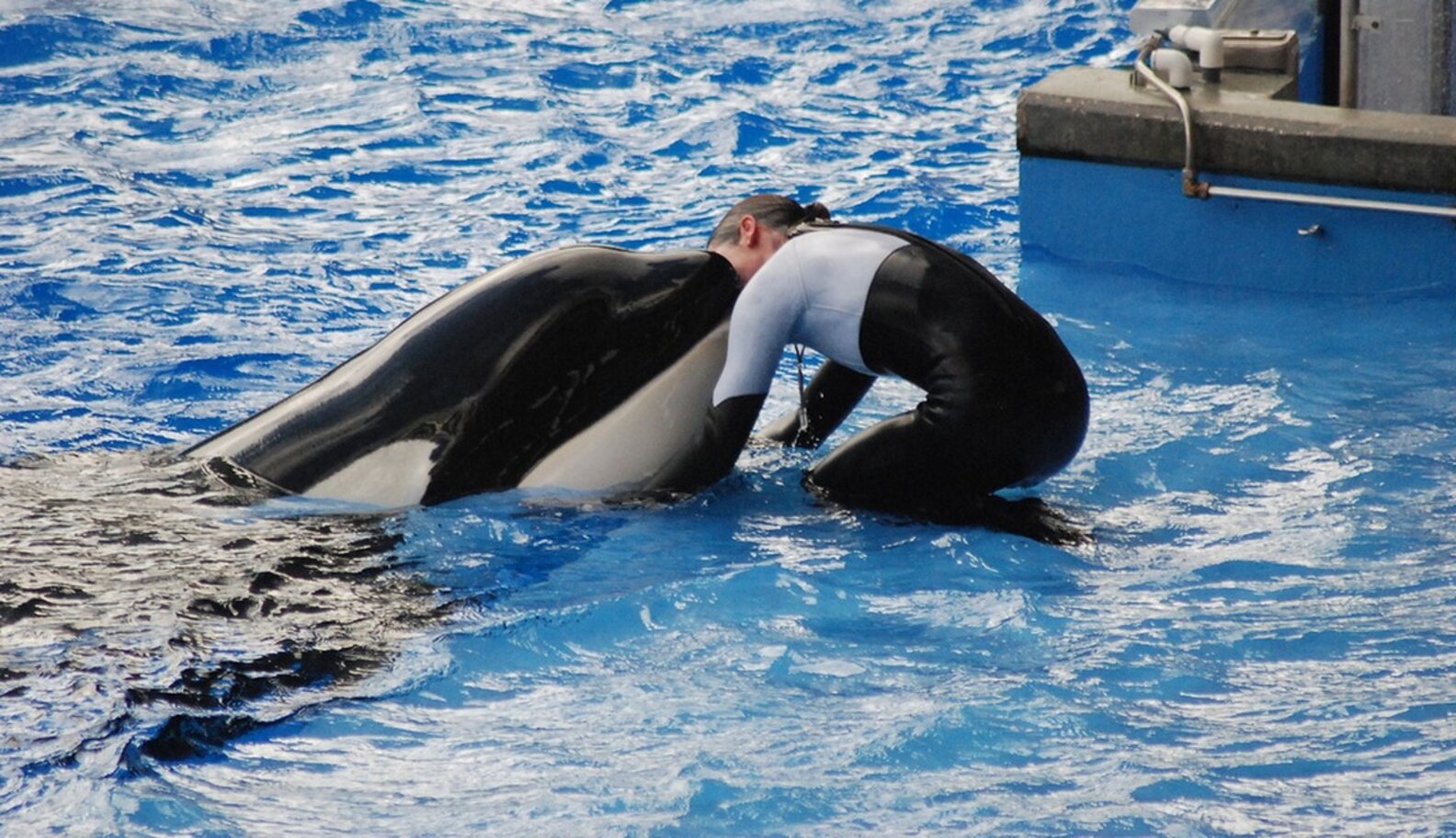 Beneath The Surface: SeaWorld Insider Goes Beyond 'Blackfish' - The Dodo
