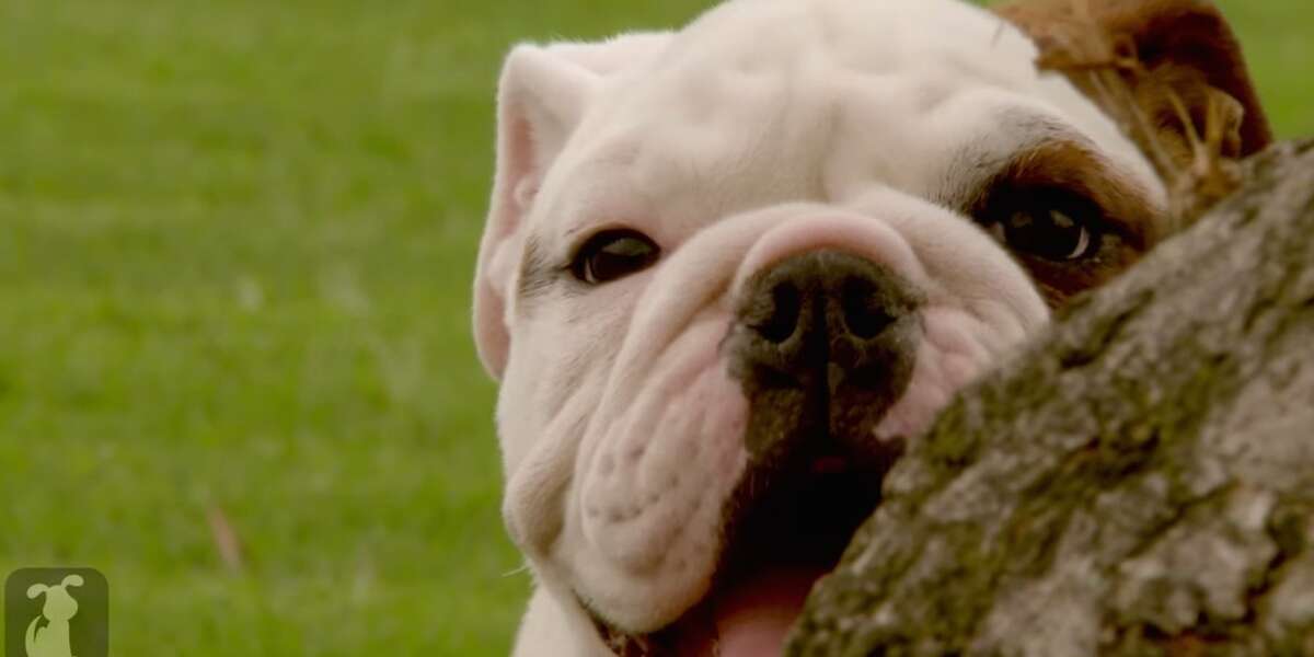 Romping Bulldog Puppies Effortlessly Take Down Wily Stuffed Animals ...