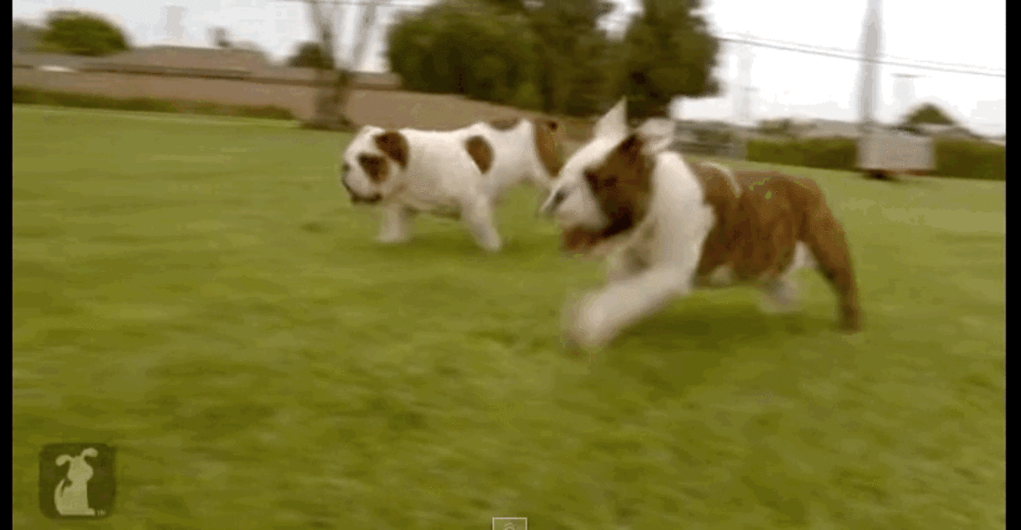 Romping Bulldog Puppies Effortlessly Take Down Wily Stuffed Animals ...