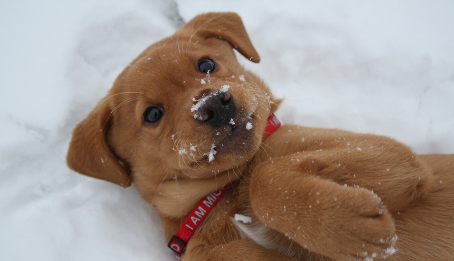 15 Puppies Seeing Snow For The First Time Will Warm Your Cold Winter ...