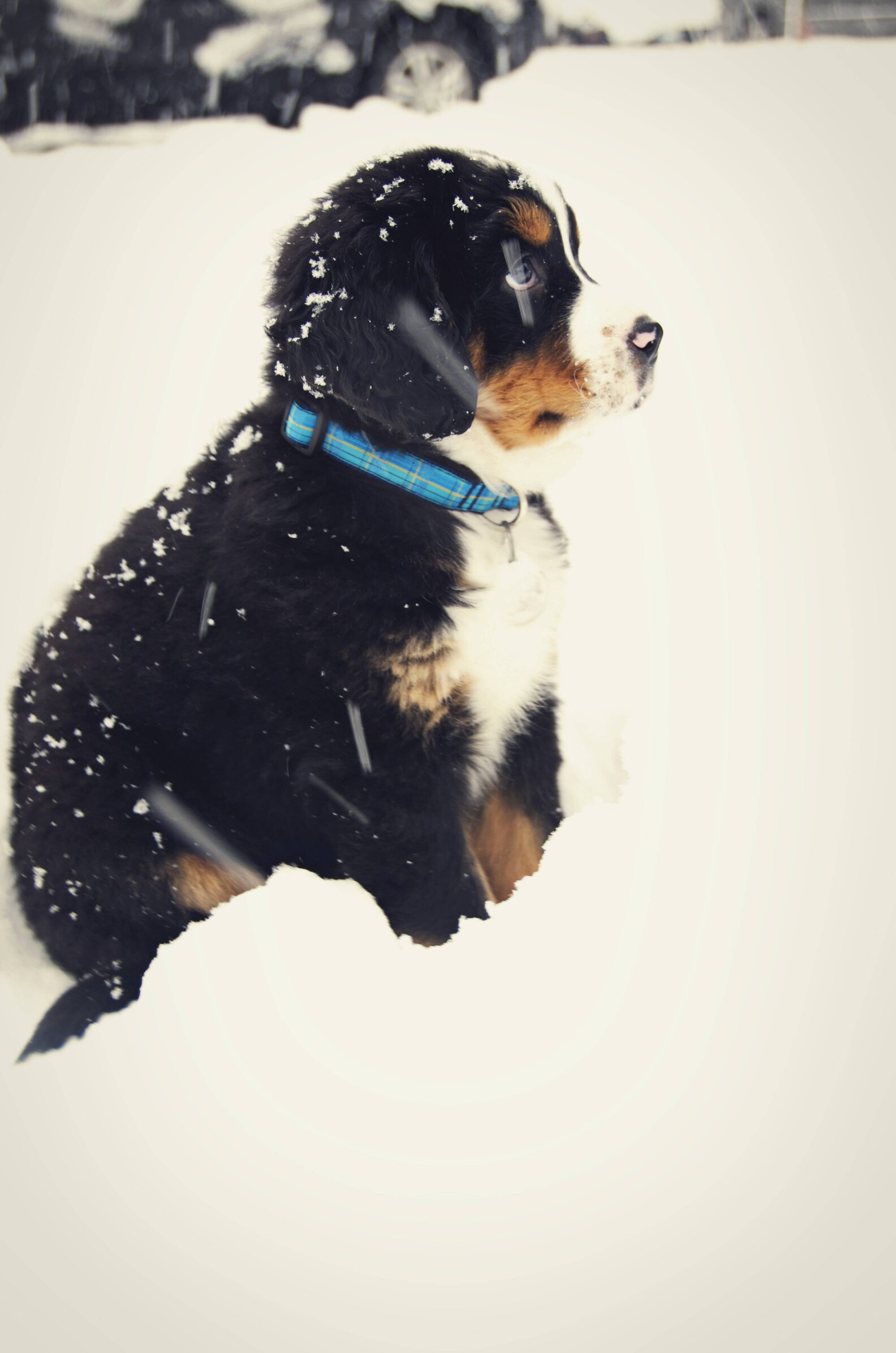 15 Puppies Seeing Snow For The First Time Will Warm Your Cold Winter ...