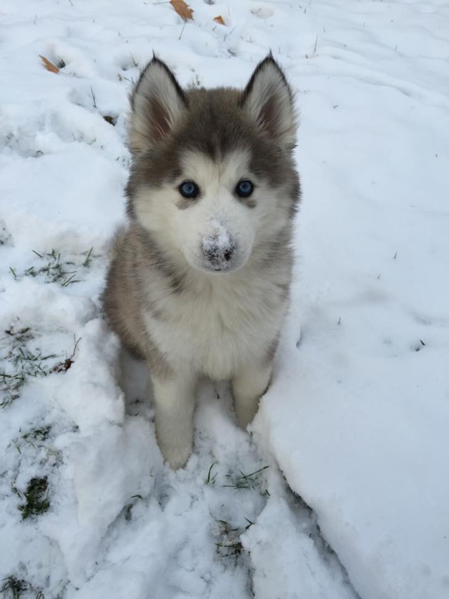 15 Puppies Seeing Snow For The First Time Will Warm Your Cold Winter ...