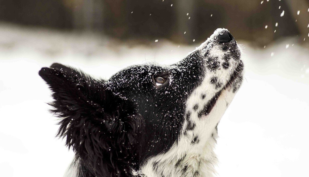 15 Puppies Seeing Snow For The First Time Will Warm Your Cold Winter ...