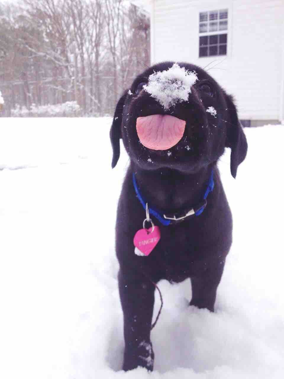 15 Puppies Seeing Snow For The First Time Will Warm Your Cold Winter ...